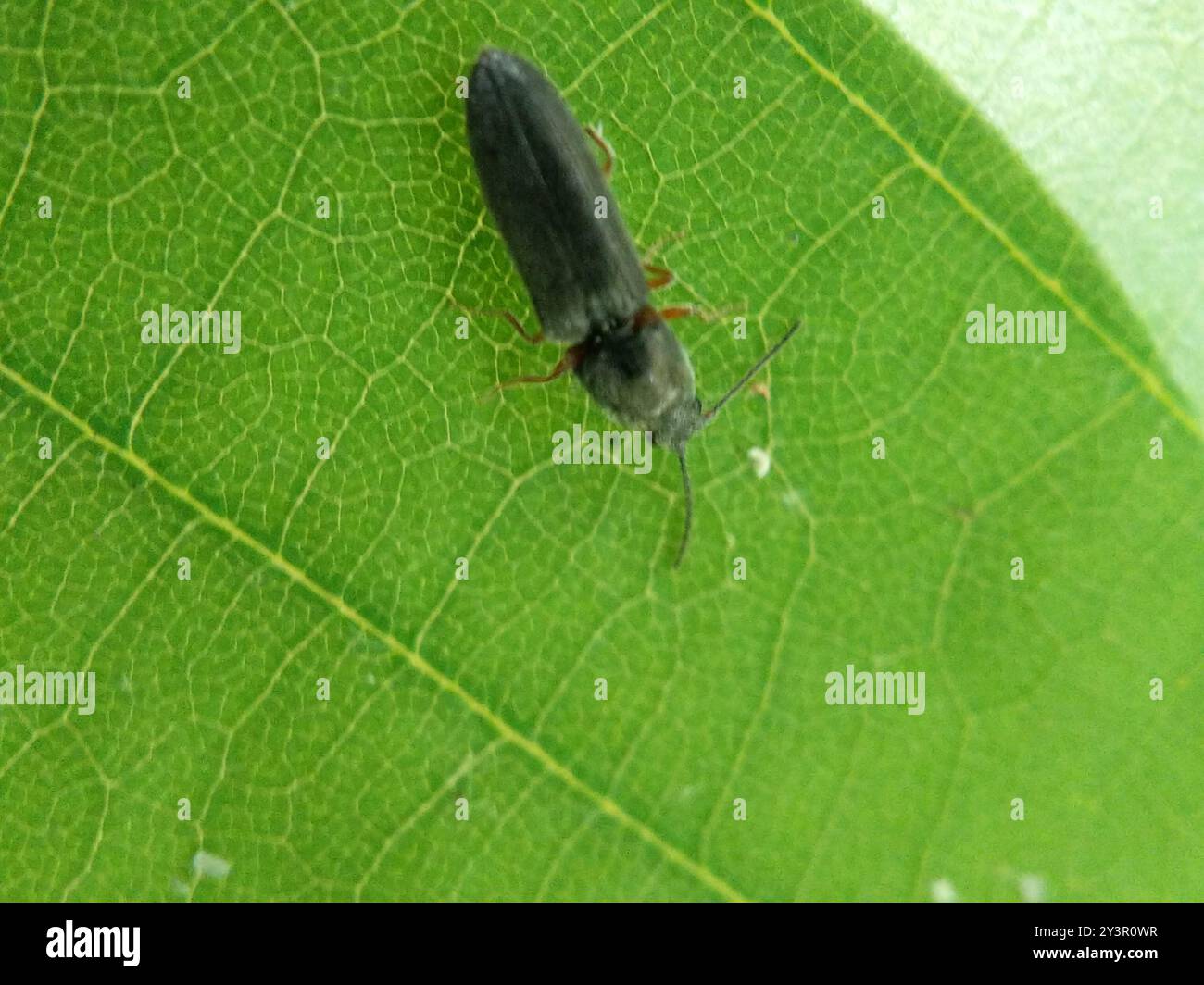 Basal Click Beetle (Limonius basilaris) Insecta Stock Photo - Alamy