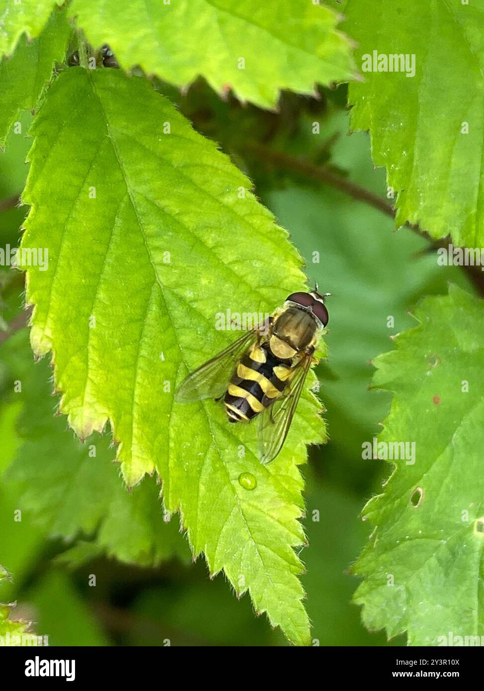 Common Flower Flies (Syrphus) Insecta Stock Photo - Alamy