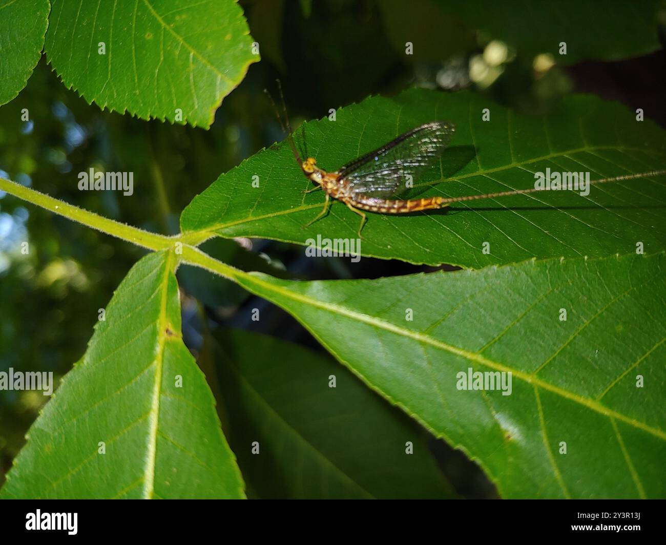 Giant Mayfly (Hexagenia limbata) Insecta Stock Photo - Alamy