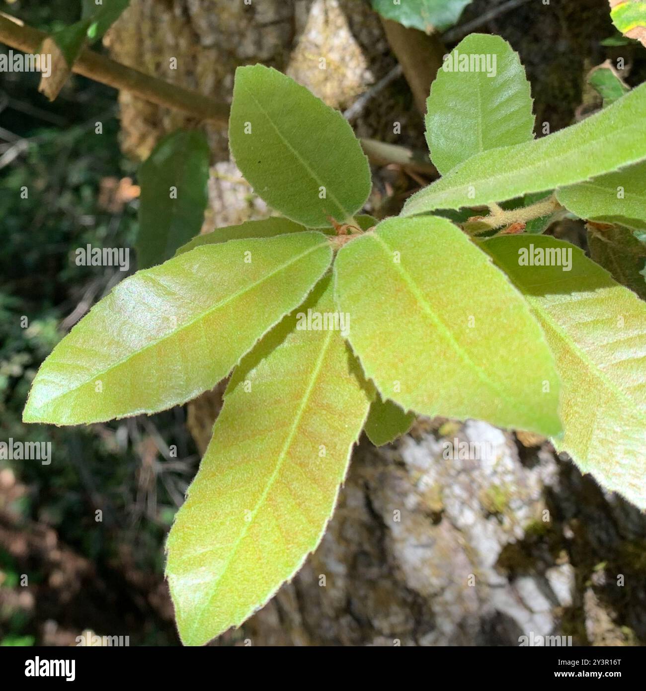 Tanoak (Notholithocarpus densiflorus) Plantae Stock Photo - Alamy