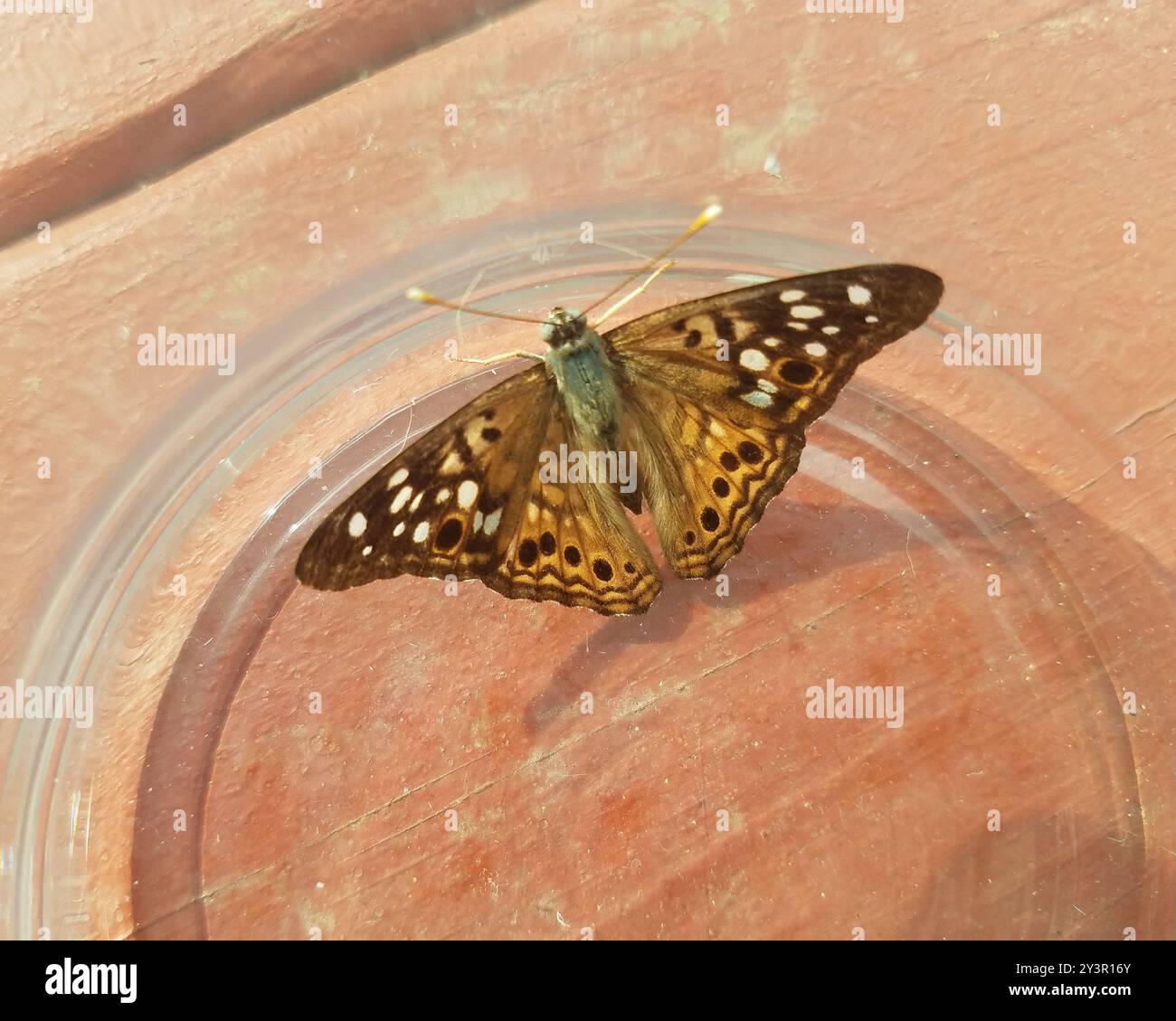 Hackberry Emperor (Asterocampa celtis) Insecta Stock Photo - Alamy