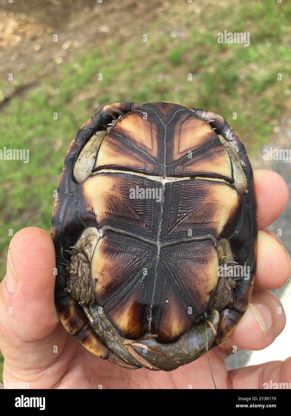 Eastern Mud Turtle (Kinosternon subrubrum) Reptilia Stock Photo - Alamy