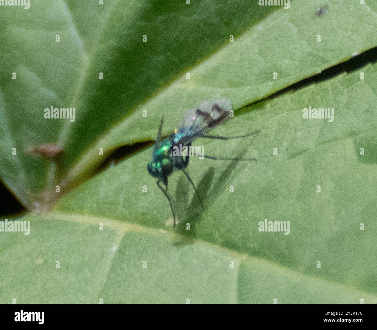 (Condylostylus occidentalis) Insecta Stock Photo - Alamy