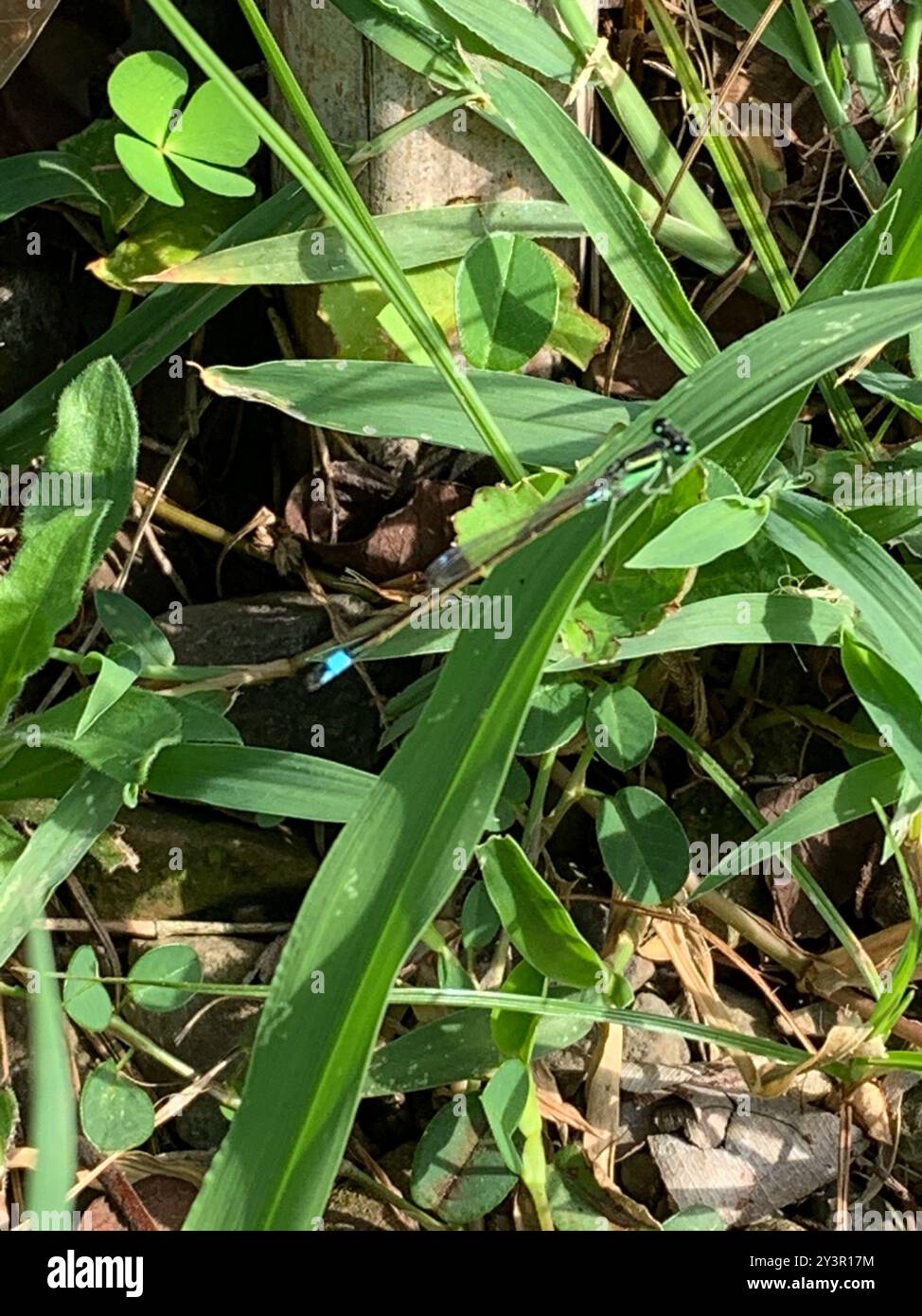 Common Bluetail (Ischnura senegalensis) Insecta Stock Photo - Alamy