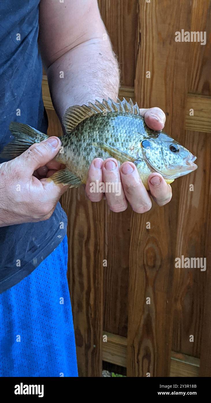 Redear Sunfish (Lepomis microlophus) Actinopterygii Stock Photo - Alamy