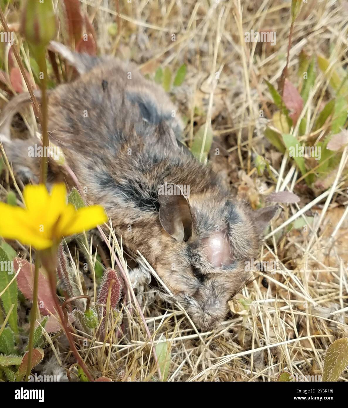 Dusky footed woodrat hi-res stock photography and images - Alamy