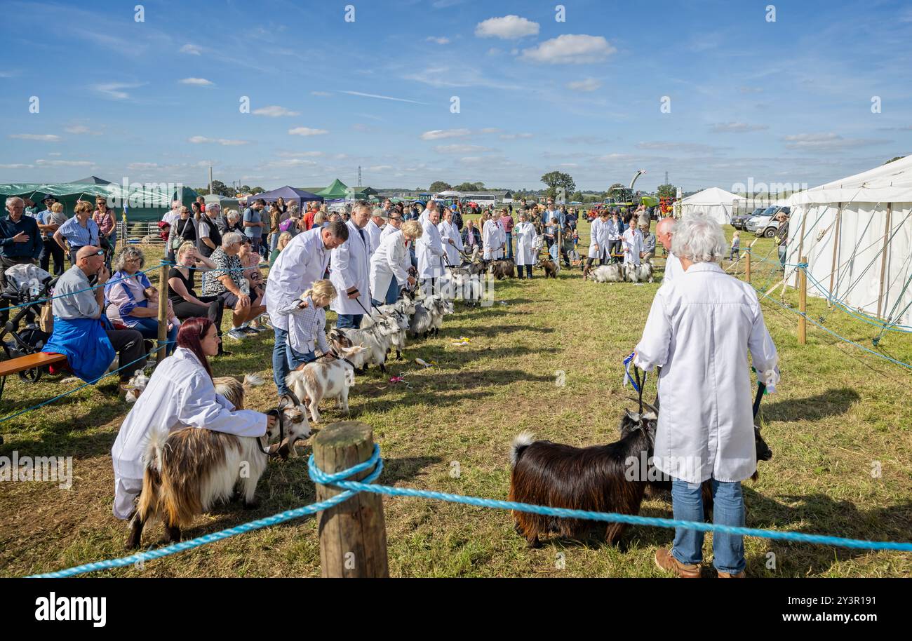 Pygmy goats and their owners in the judging ring at the Frome Cheese ...
