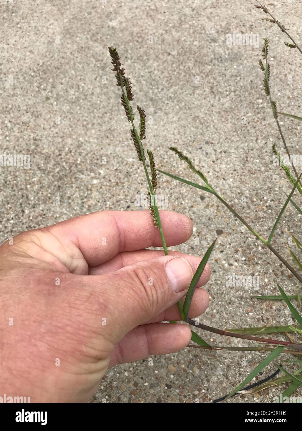 Jungle Rice (Echinochloa colonum) Plantae Stock Photo - Alamy