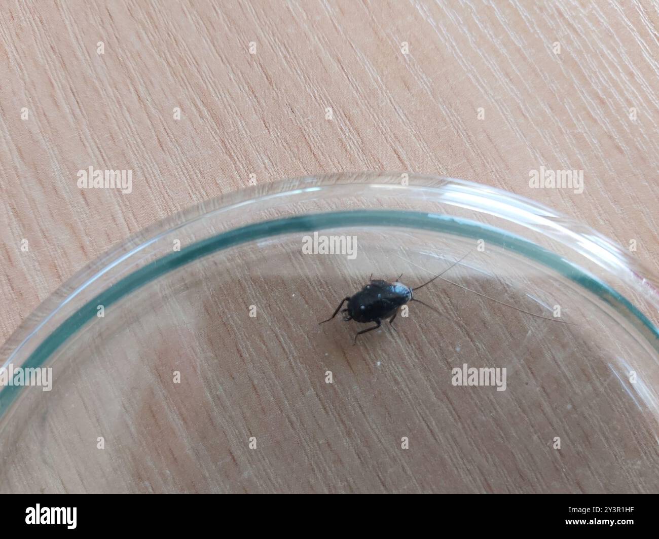 Forest Cockroach (Ectobius sylvestris) Insecta Stock Photo - Alamy