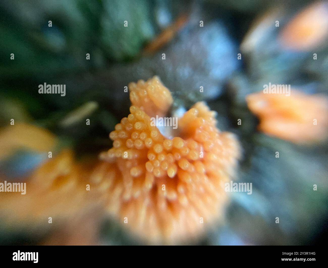 Red Raspberry Slime Mold (Tubifera ferruginosa) Protozoa Stock Photo ...