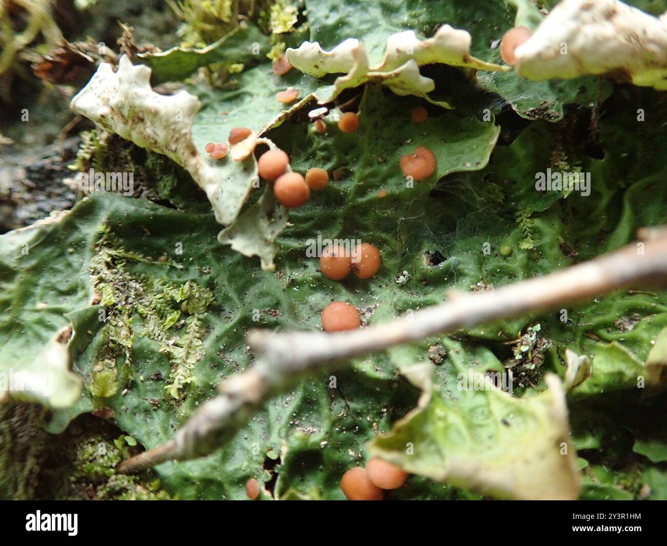 Cabbage Lung Lichen (Lobaria linita) Fungi Stock Photo - Alamy