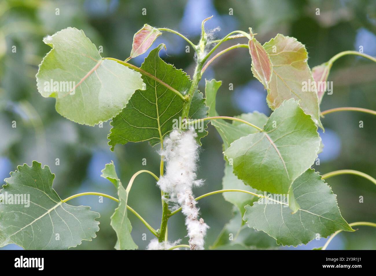 Eastern Cottonwood (Populus deltoides) Plantae Stock Photo - Alamy