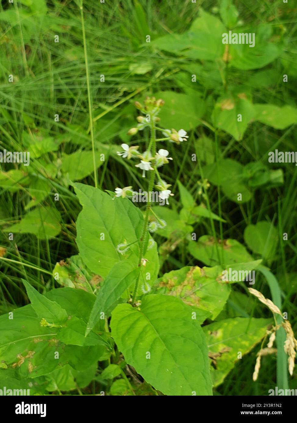 broadleaf enchanter's nightshade (Circaea canadensis) Plantae Stock ...
