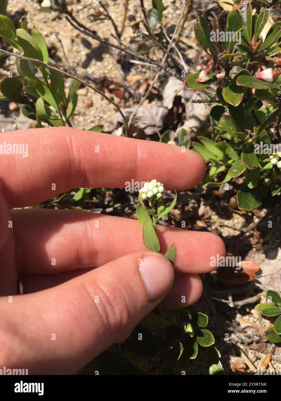 bastard toadflax (Comandra umbellata) Plantae Stock Photo - Alamy
