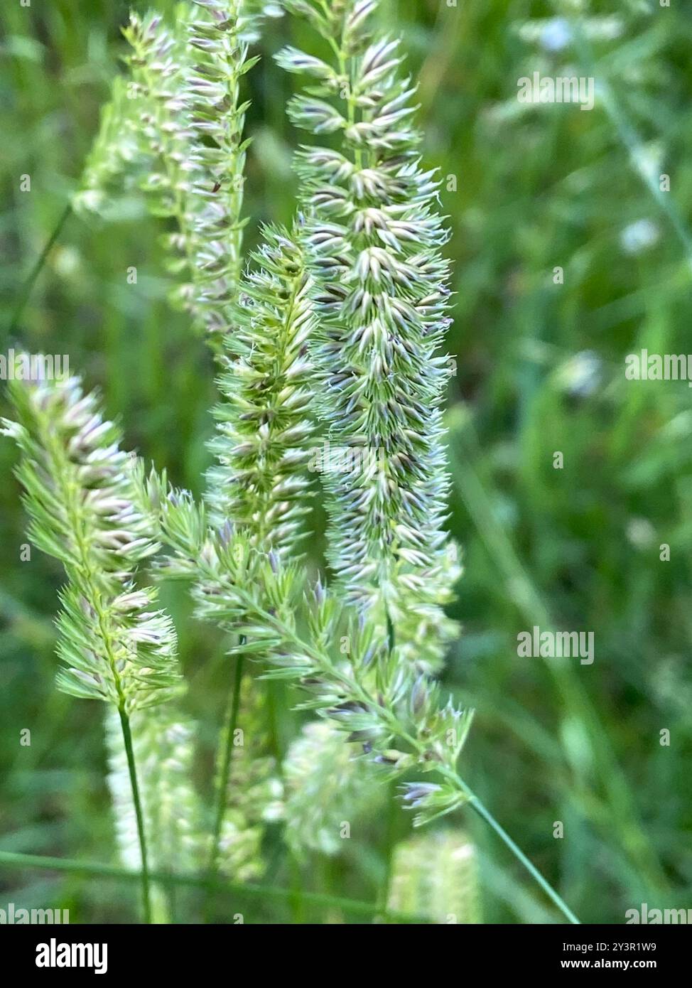 crested dogtail grass (Cynosurus cristatus) Plantae Stock Photo - Alamy