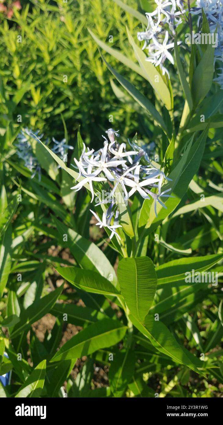 eastern bluestar (Amsonia tabernaemontana) Plantae Stock Photo - Alamy