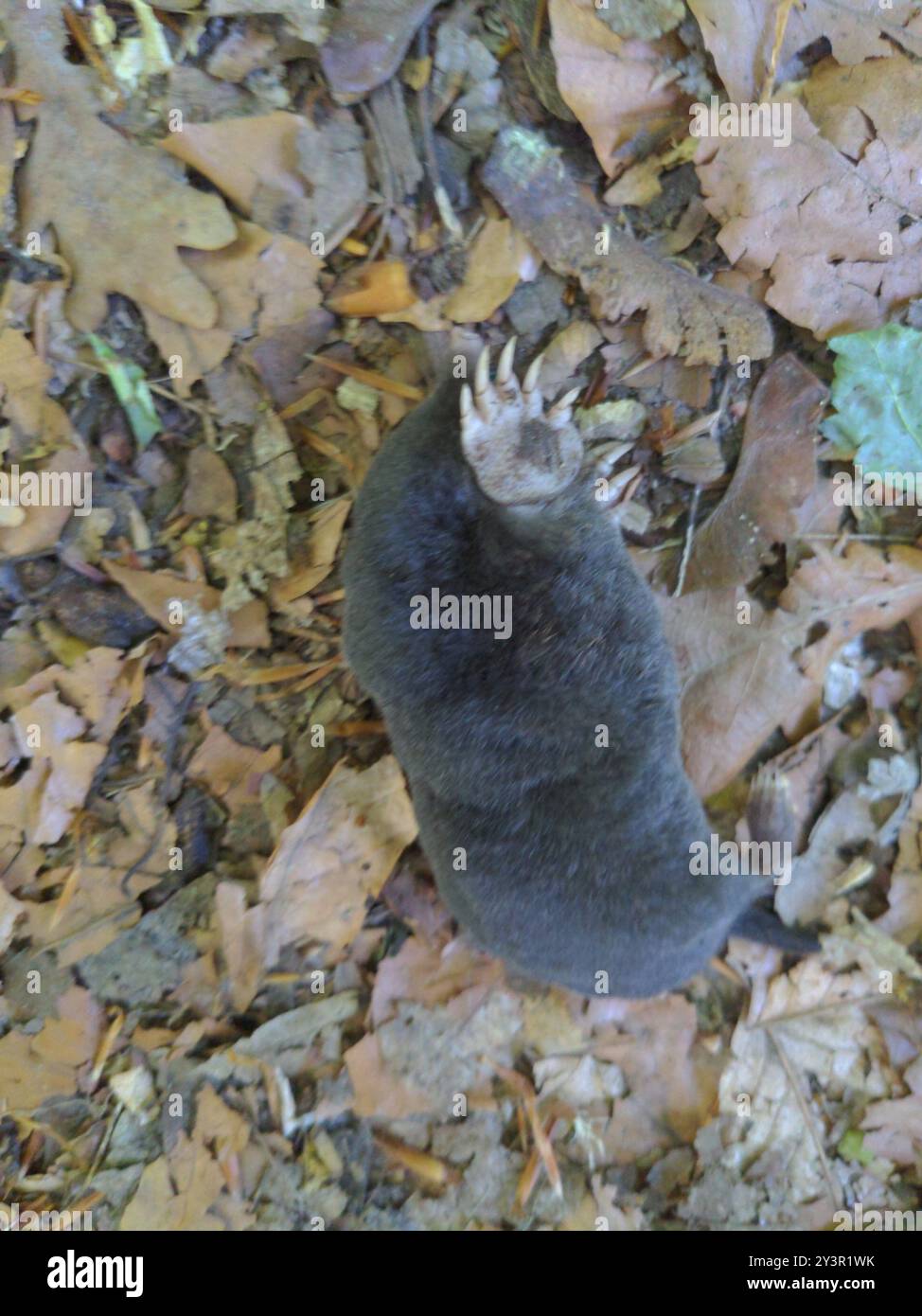 European Mole (Talpa europaea) Mammalia Stock Photo - Alamy