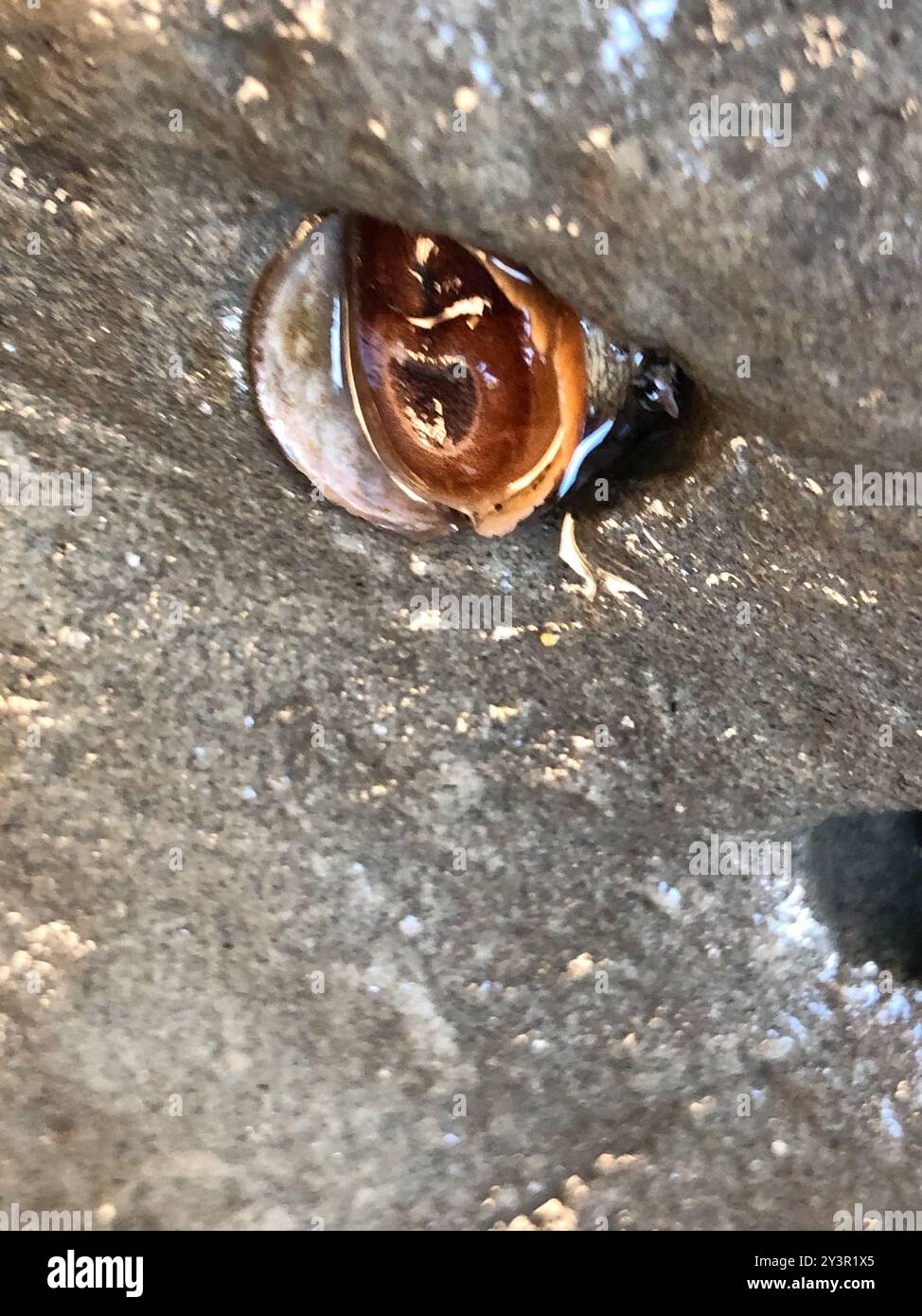 Scale-sided Piddock (Parapholas californica) Mollusca Stock Photo - Alamy