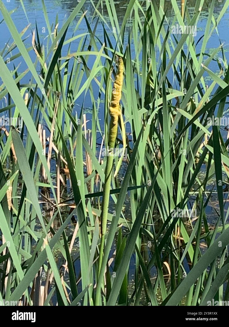 broadleaf cattail (Typha latifolia) Plantae Stock Photo - Alamy