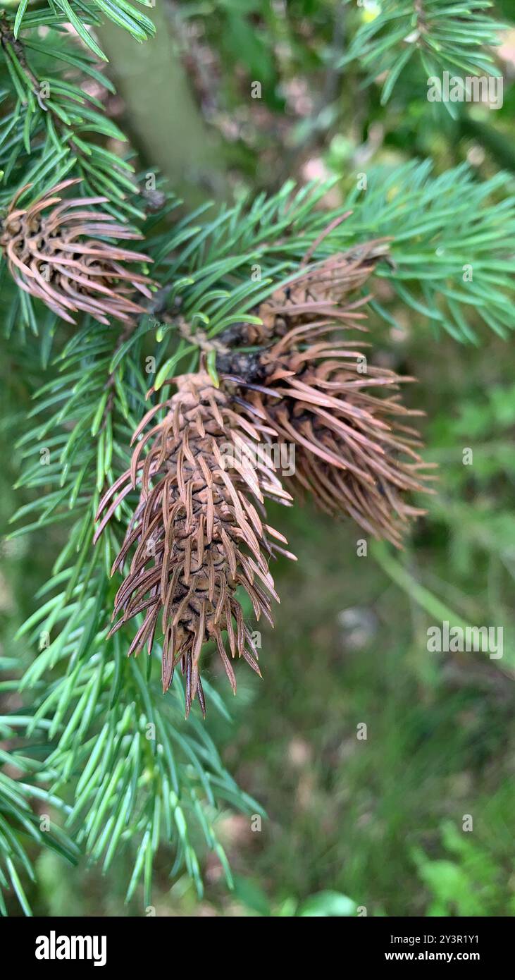 Adelgidae hi-res stock photography and images - Alamy