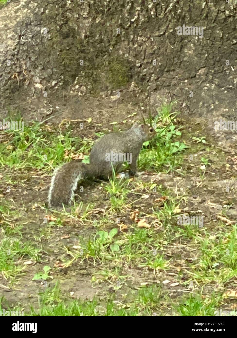 Eastern Gray Squirrel (Sciurus carolinensis) Mammalia Stock Photo - Alamy