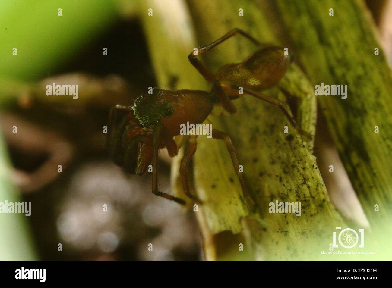 (Sarinda hentzi) Arachnida Stock Photo - Alamy