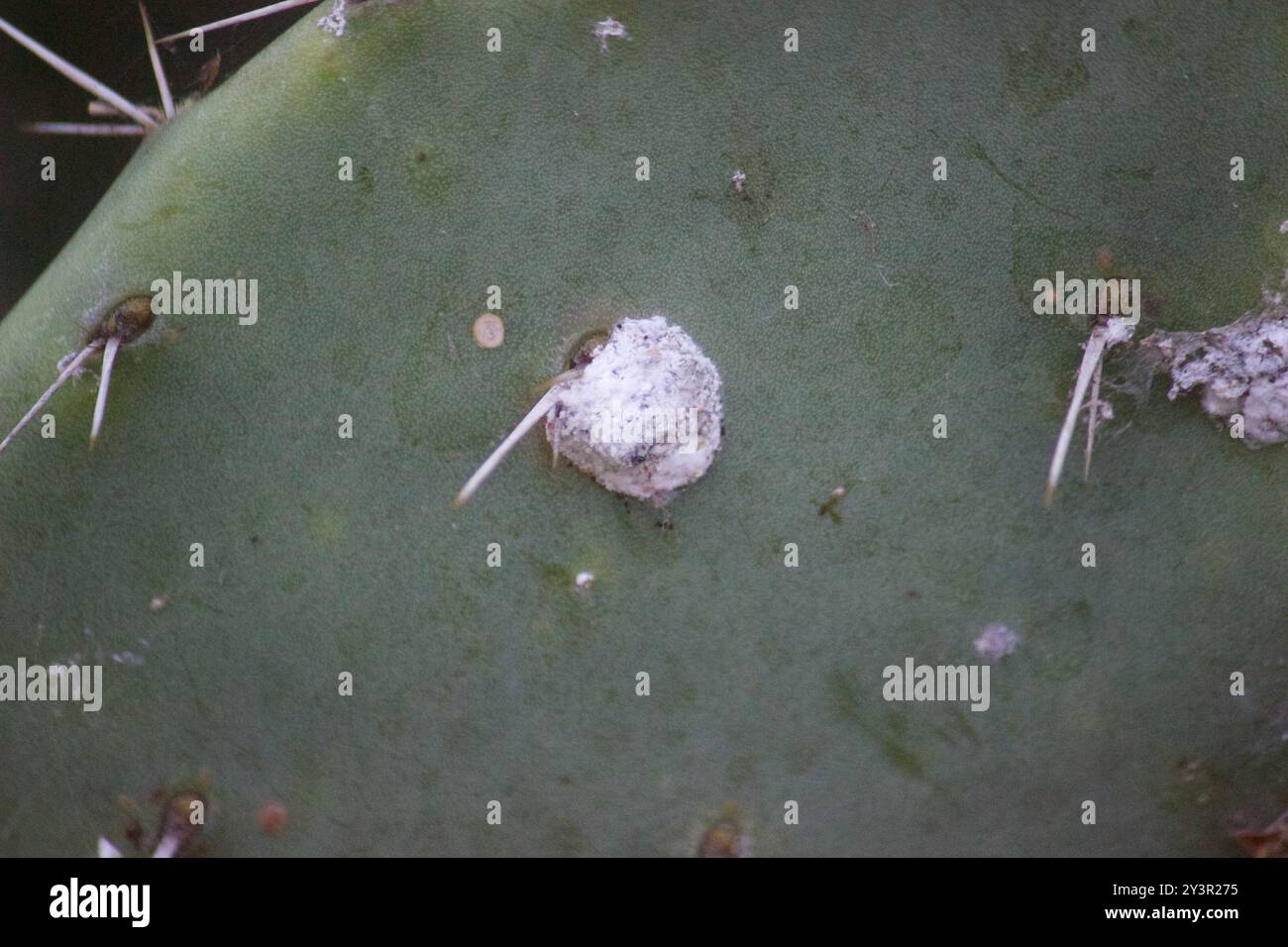 Cochineal Scale Bugs (Dactylopius) Insecta Stock Photo - Alamy