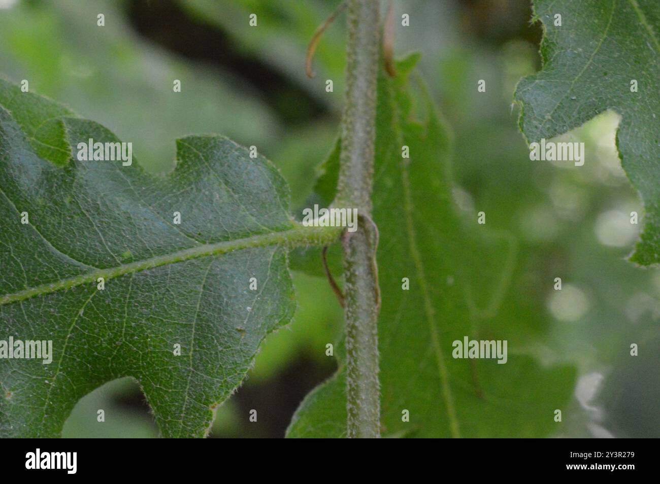 Turkey Oak (Quercus cerris) Plantae Stock Photo - Alamy