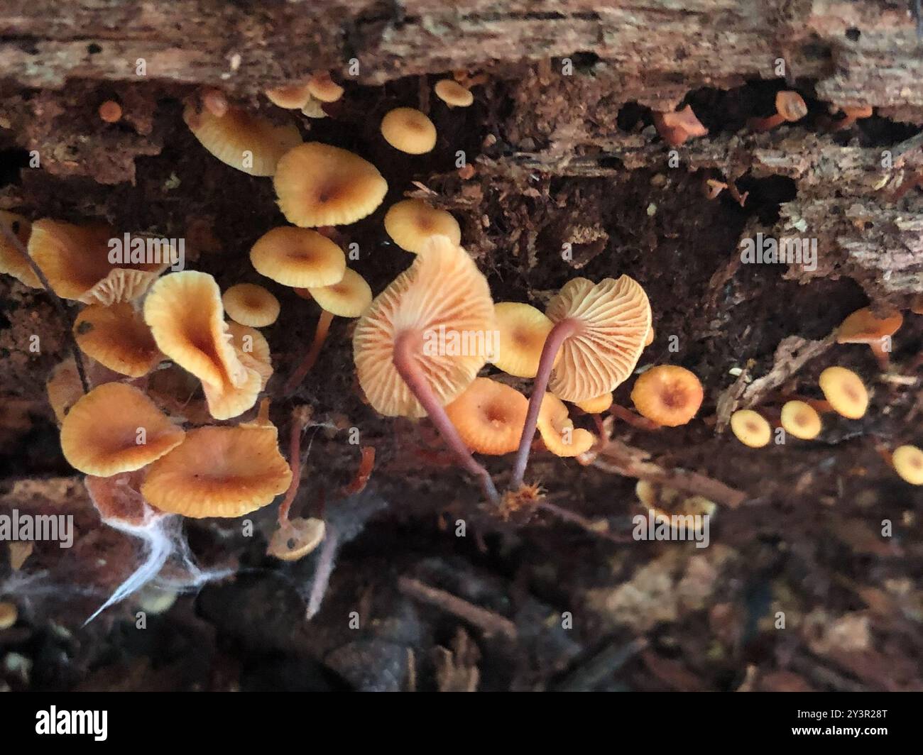Cross-veined Troop Mushroom (Xeromphalina kauffmanii) Fungi Stock Photo ...