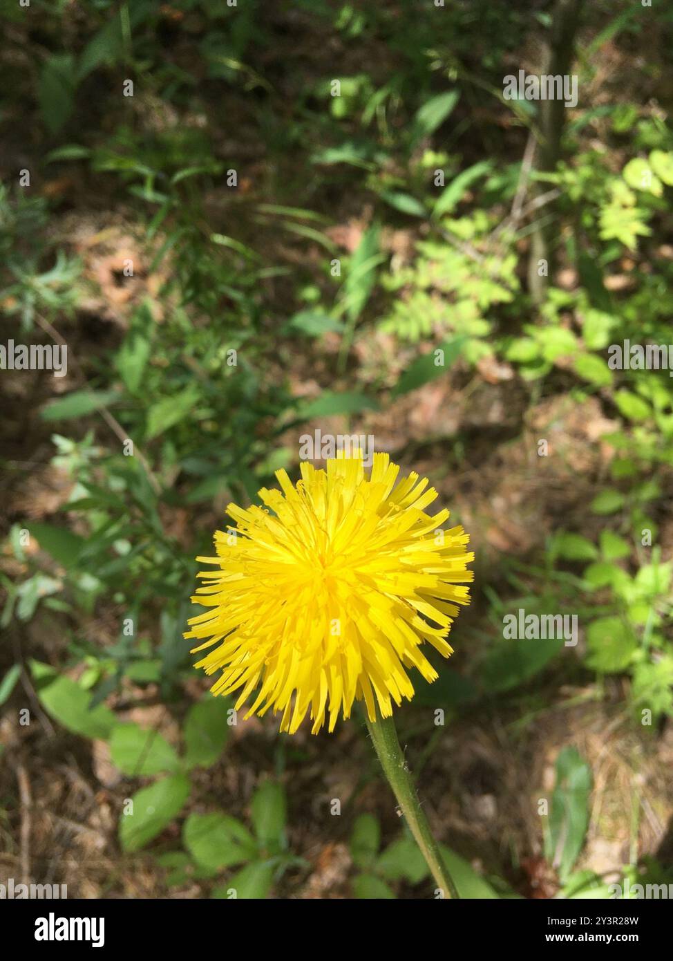 Spotted Cat's-ear (Hypochaeris maculata) Plantae Stock Photo - Alamy