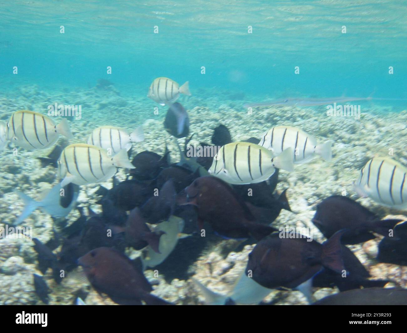 Convict Surgeonfish (Acanthurus triostegus) Actinopterygii Stock Photo ...
