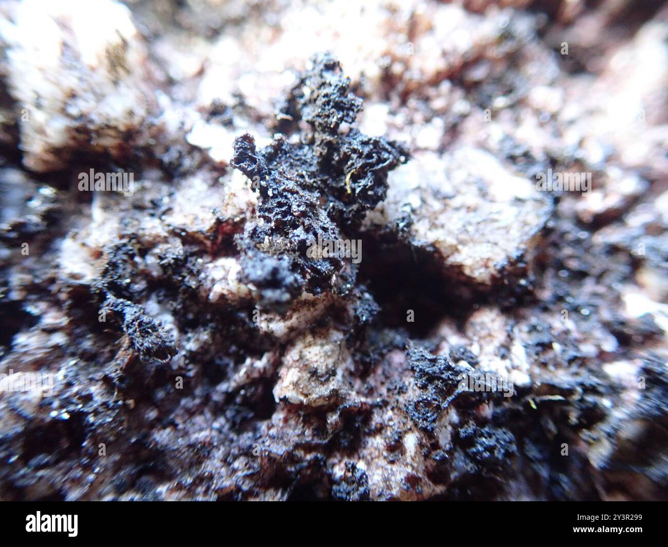 Ascomycete Fungi (Ascomycota) Fungi Stock Photo - Alamy