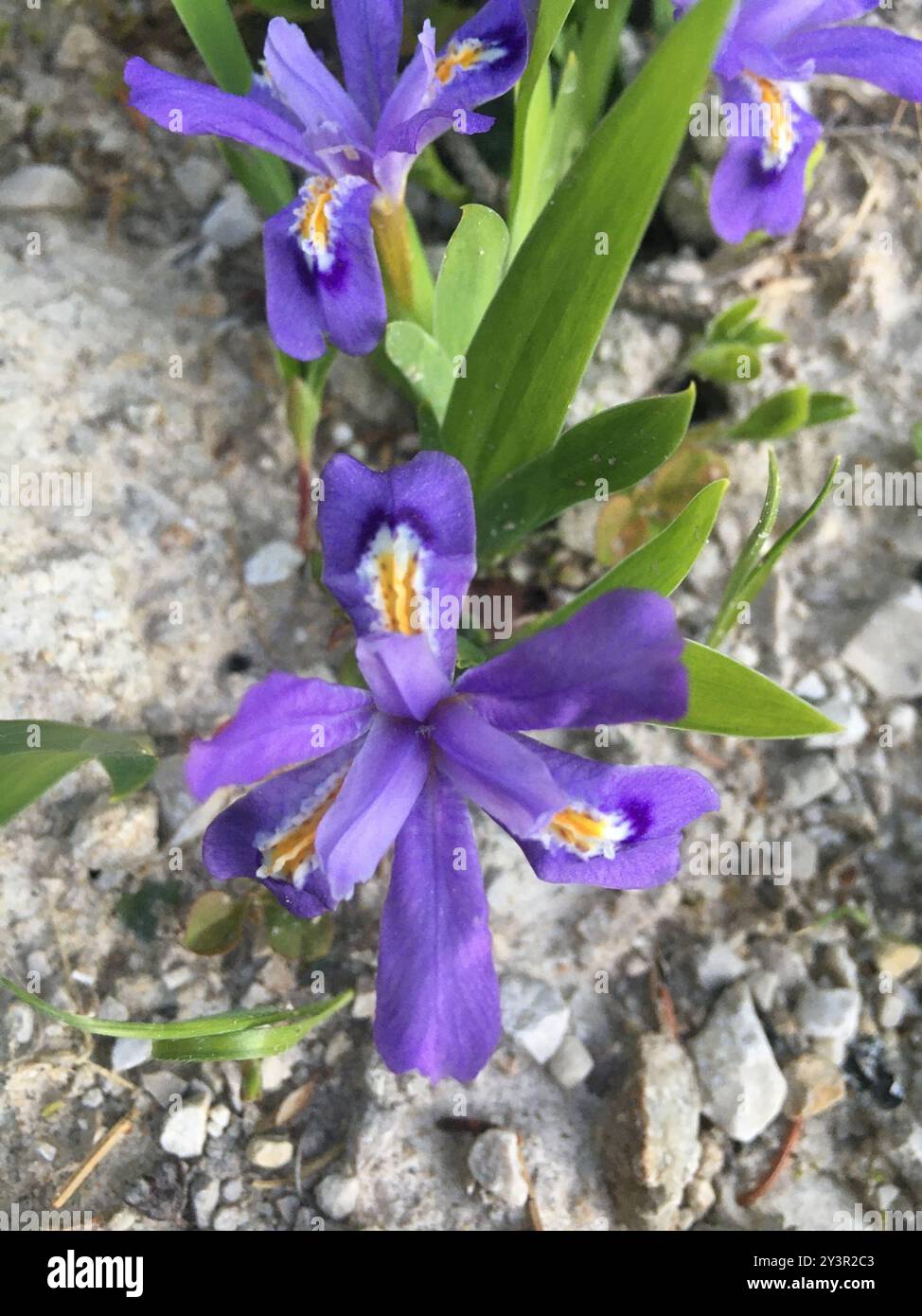 Dwarf Lake Iris (Iris lacustris) Plantae Stock Photo - Alamy
