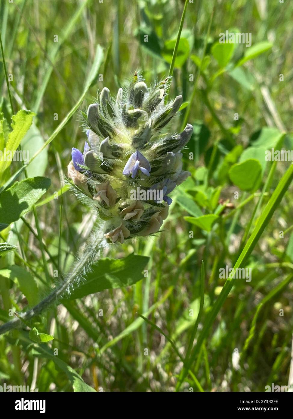 breadroot scurf pea (Pediomelum esculentum) Plantae Stock Photo - Alamy