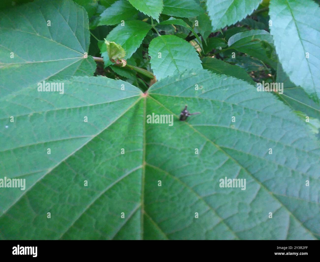 Common Bagworm Moth (Psyche casta) Insecta Stock Photo - Alamy