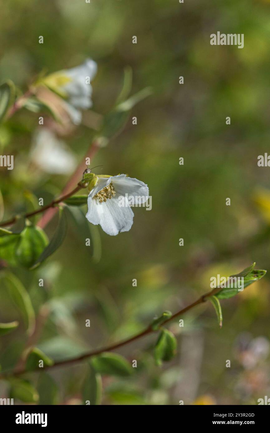 littleleaf mock orange (Philadelphus microphyllus) Plantae Stock Photo ...