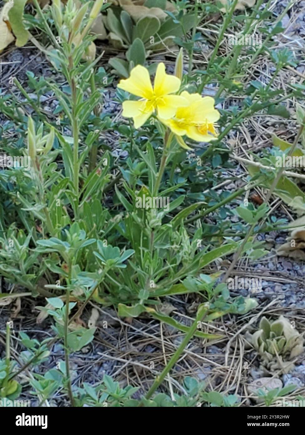 tall evening primrose (Oenothera elata) Plantae Stock Photo - Alamy