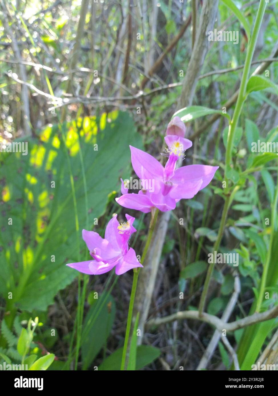common tuberous grasspink (Calopogon tuberosus tuberosus) Plantae Stock ...