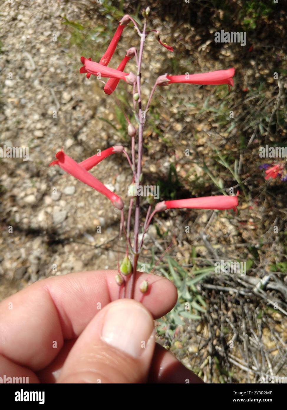 scarlet bugler (Penstemon centranthifolius) Plantae Stock Photo - Alamy