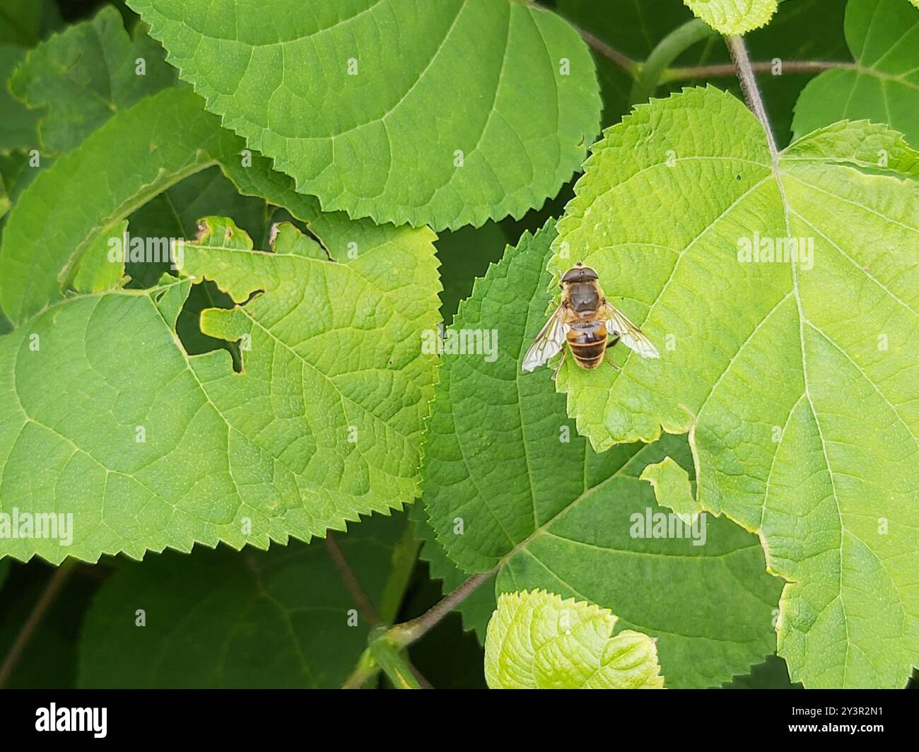 Common Drone Fly (Eristalis tenax) Insecta Stock Photo - Alamy