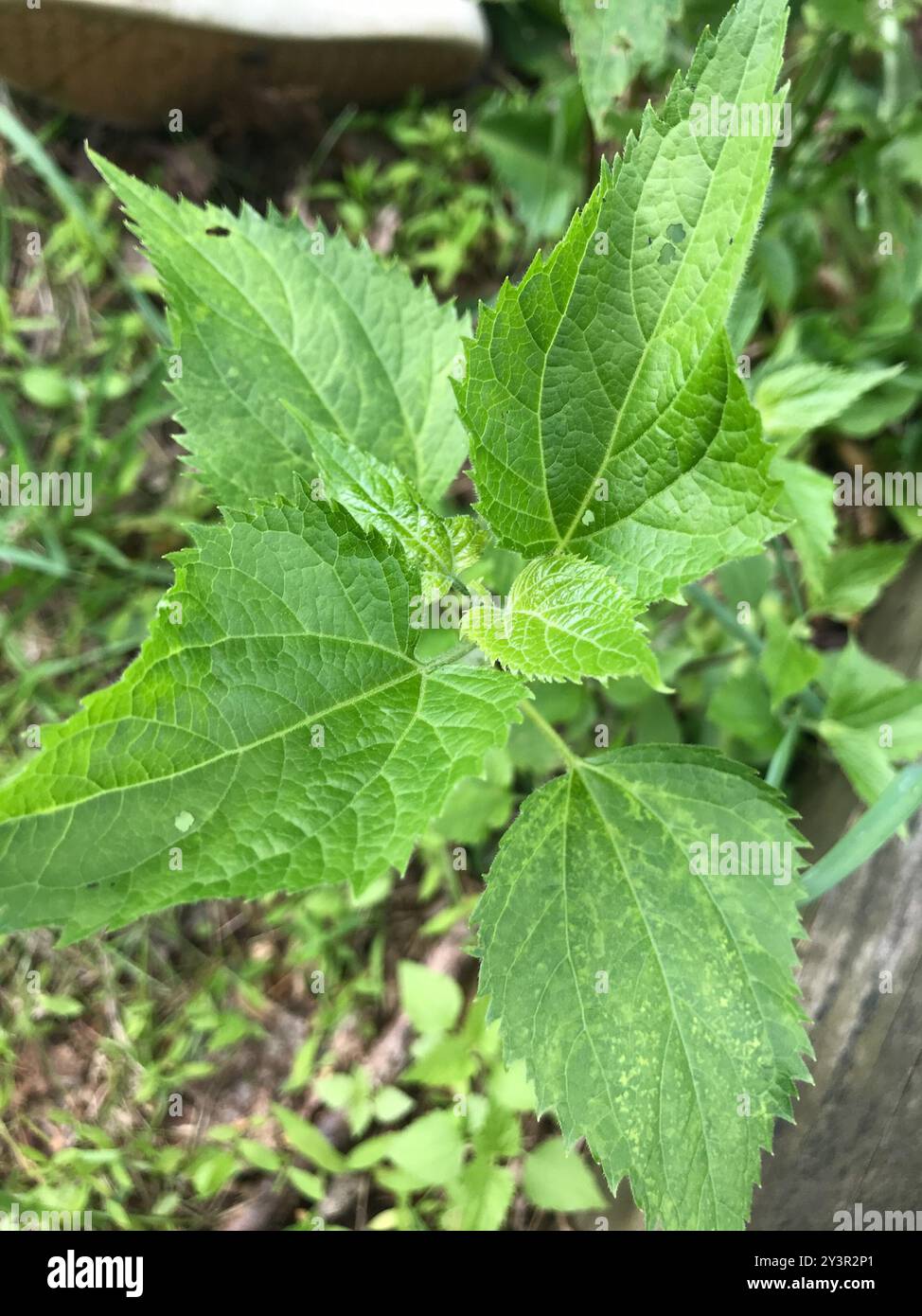 white snakeroot (Ageratina altissima) Plantae Stock Photo - Alamy