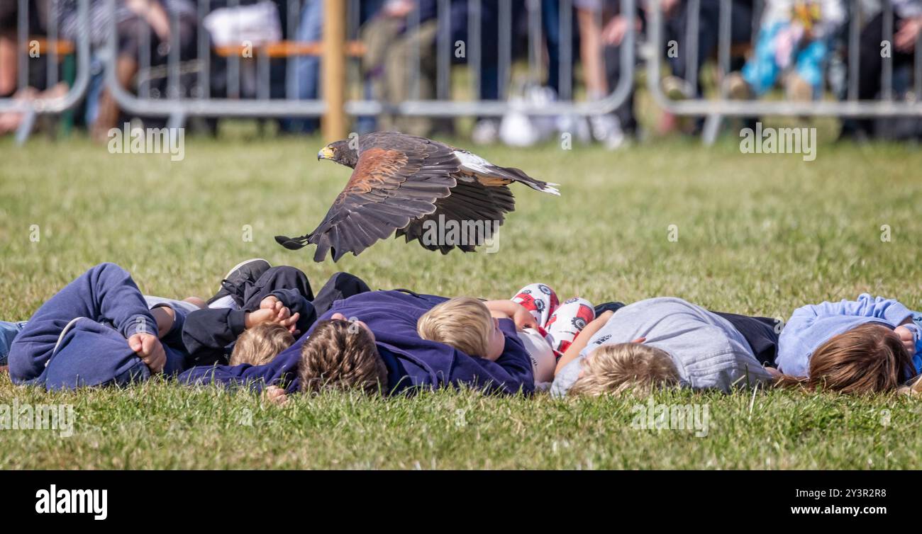 Close up of a Harris's Hawk flying low over a group of children laying ...