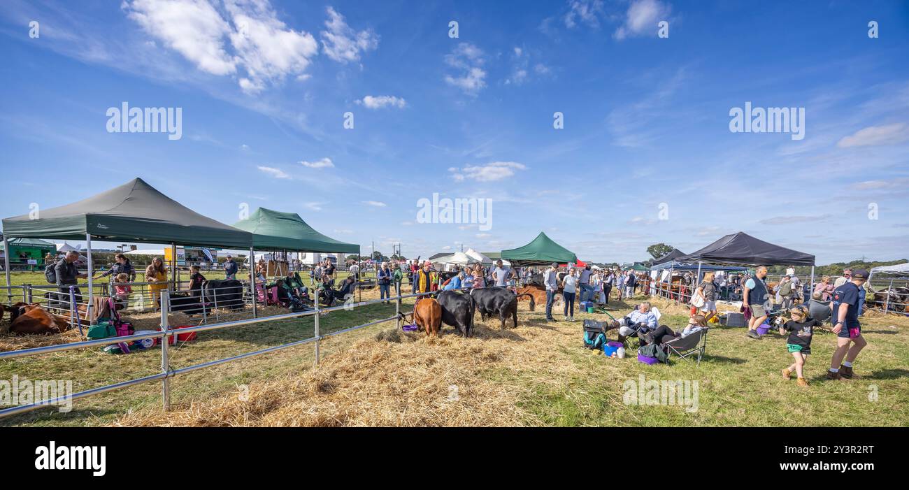 Outdoor cattle pens at the Frome Cheese Show, Somerset, UK on 14 ...