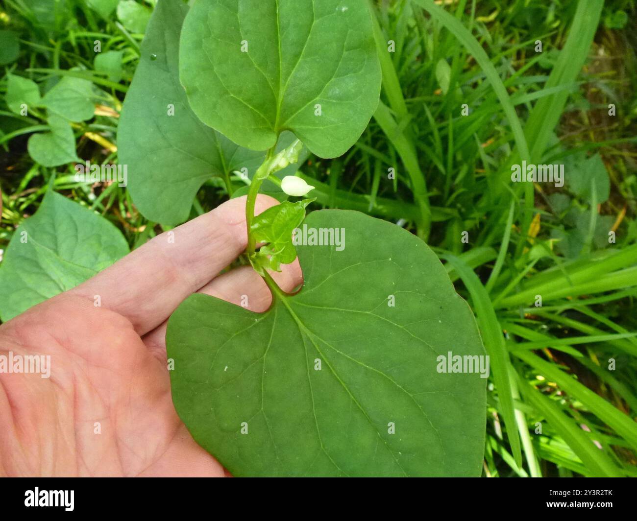 plants (Plantae) Plantae Stock Photo - Alamy