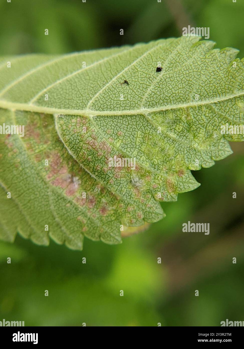 Rice Root Aphid (Tetraneura akinire) Insecta Stock Photo - Alamy