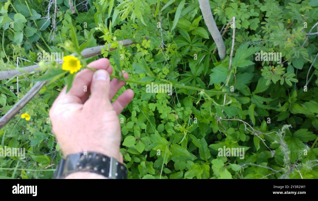 Yellow Avens (Geum aleppicum) Plantae Stock Photo - Alamy