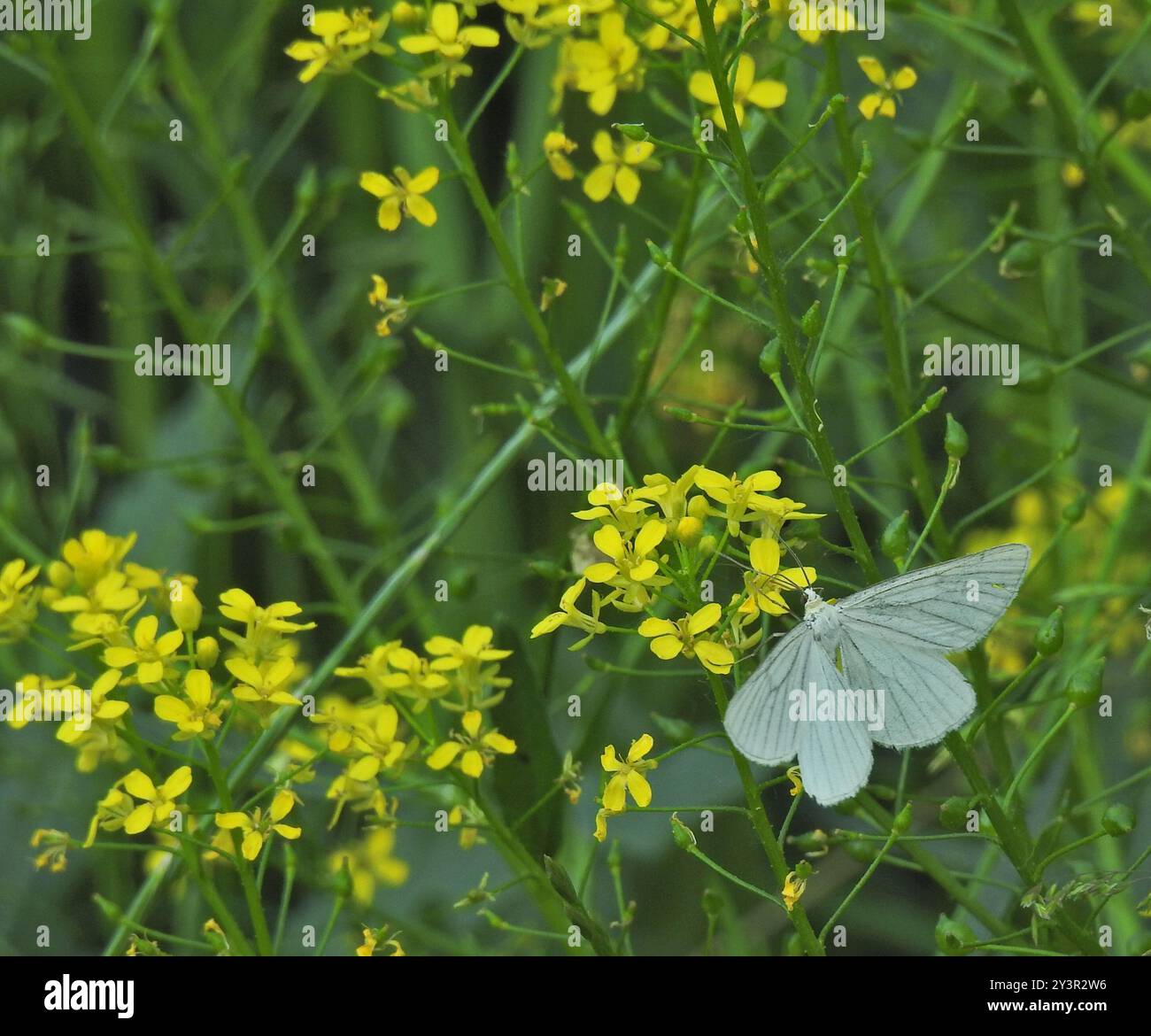 Black-veined Moth (Siona lineata) Insecta Stock Photo - Alamy