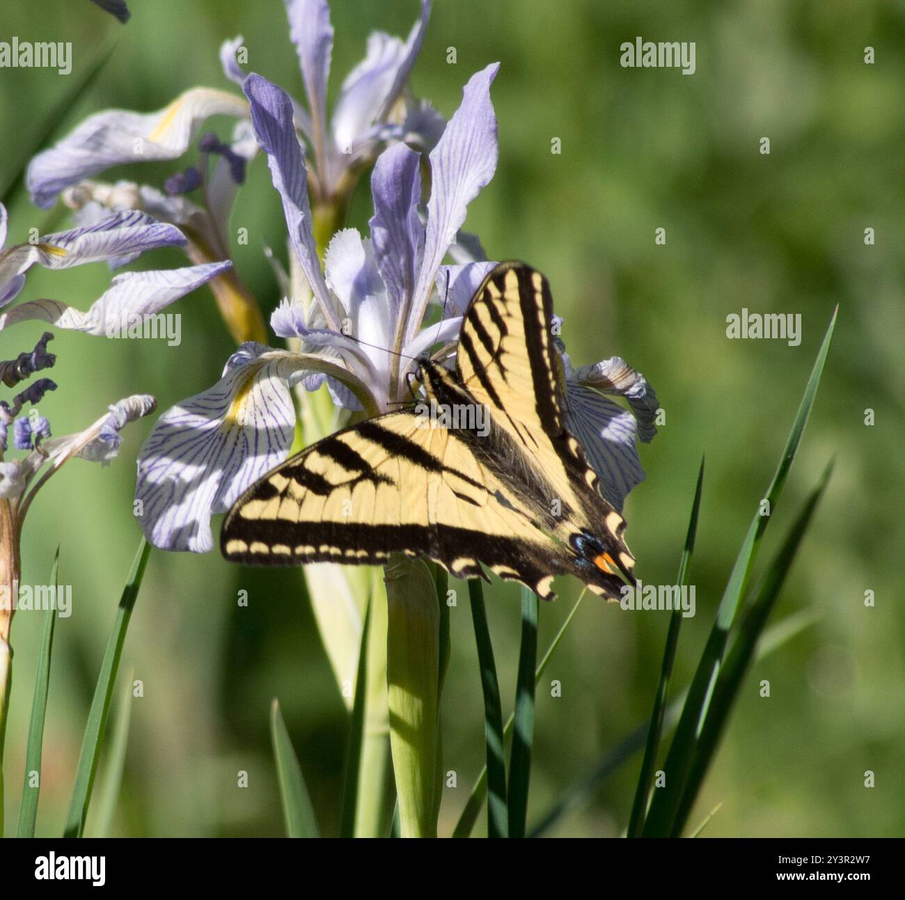 Western Tiger Swallowtail (Papilio rutulus) Insecta Stock Photo - Alamy