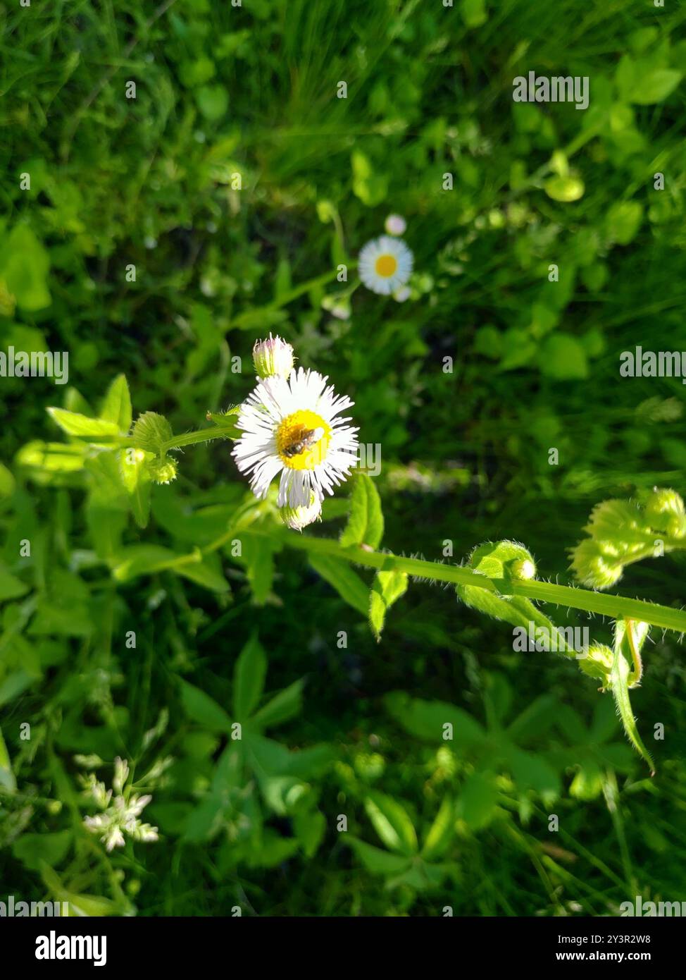flowering plants (Angiospermae) Plantae Stock Photo - Alamy
