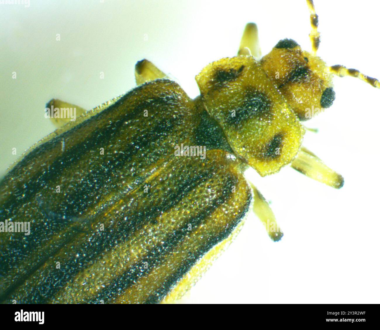 Crowded Flea Beetle (Ophraella conferta) Insecta Stock Photo - Alamy